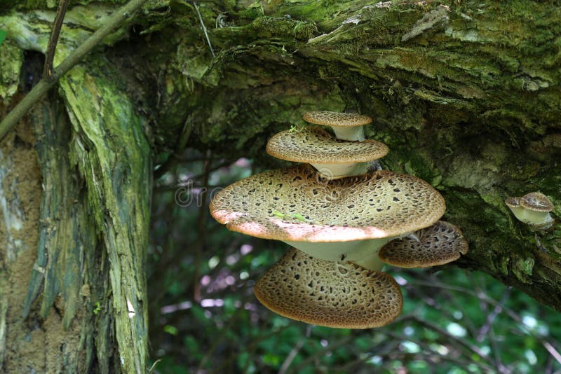 Mushrooms on tree trunk. stock image. Image of food - 71470803