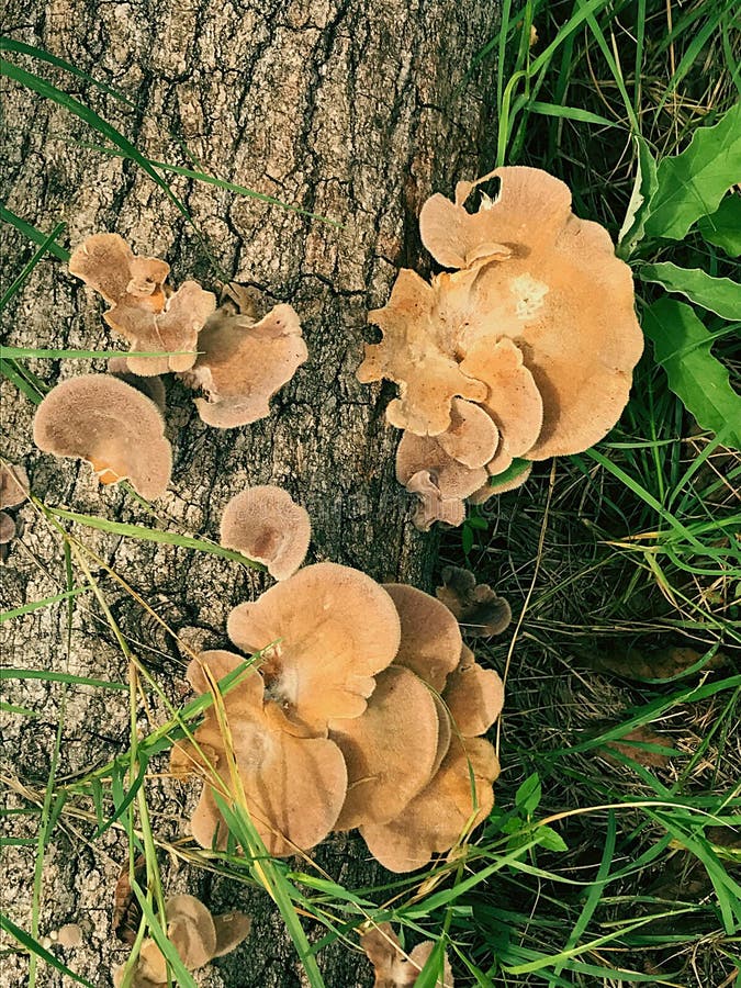 Decomposing organisms stock image. Image of pezizales - 103352819