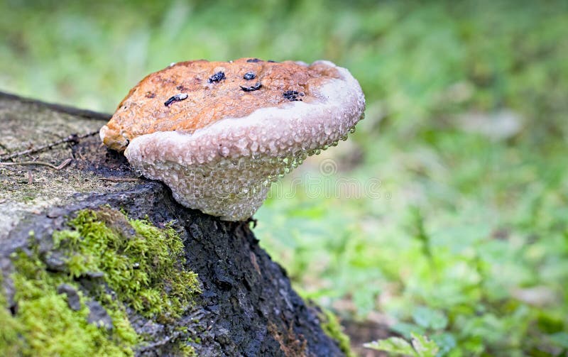 Mushrooms on tree trunk stock image. Image of bark, mushroom - 162638099