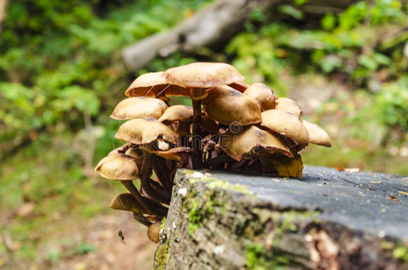 Mushrooms on the Stump of a Tree Stock Photo - Image of county, leaf ...