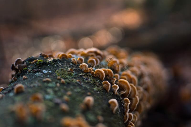Mushrooms on a tree trunk stock image. Image of forest - 265621579