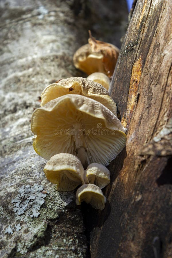 Mushrooms on tree stock photo. Image of agaric, nature - 204929314