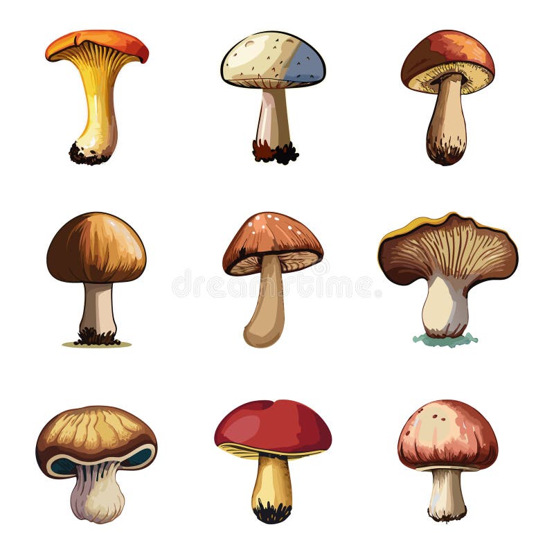 Mushrooms Vector Illustration Stock Vector - Illustration of vector ...