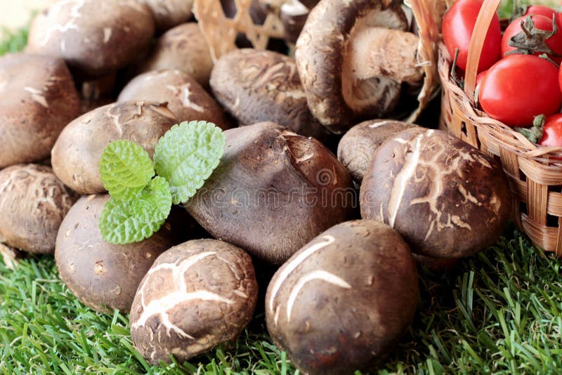 Mushrooms and Vegetables for Cooking. Stock Image - Image of vegetarian ...