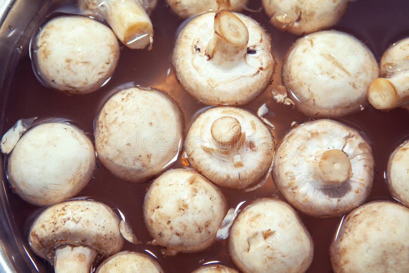 Mushrooms in the water stock image. Image of healthy - 121042585