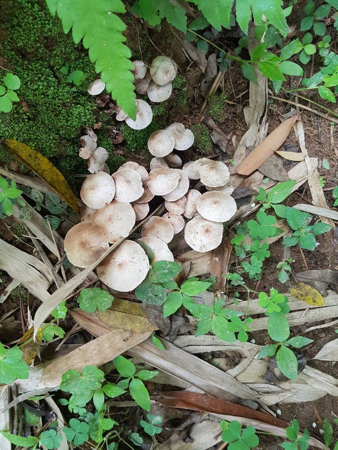 White Mushrooms Coorg Stock Photos - Free & Royalty-Free Stock Photos ...