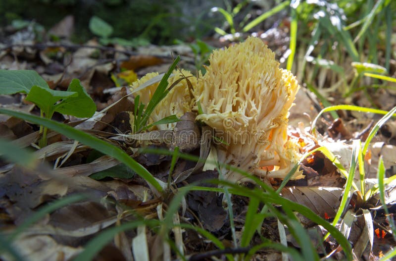Mushrooms Ramaria Flava stock photo. Image of closeup - 262441864