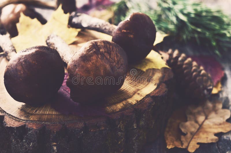 Mushrooms on wooden snag stock image. Image of leaf, wild - 72879697