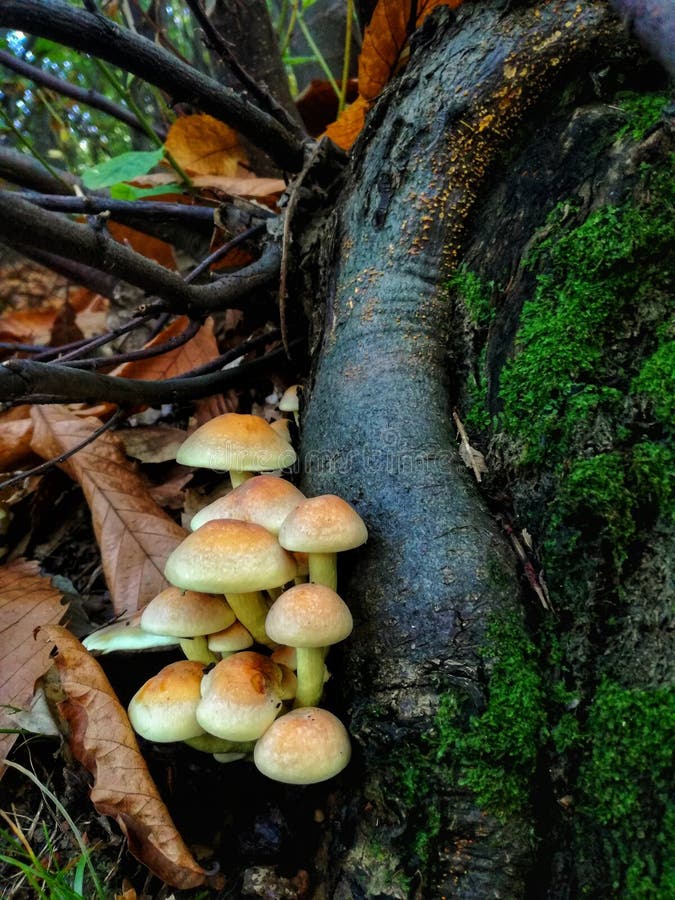 Mushrooms in the woods stock photo. Image of tree, mushrooms - 129611306