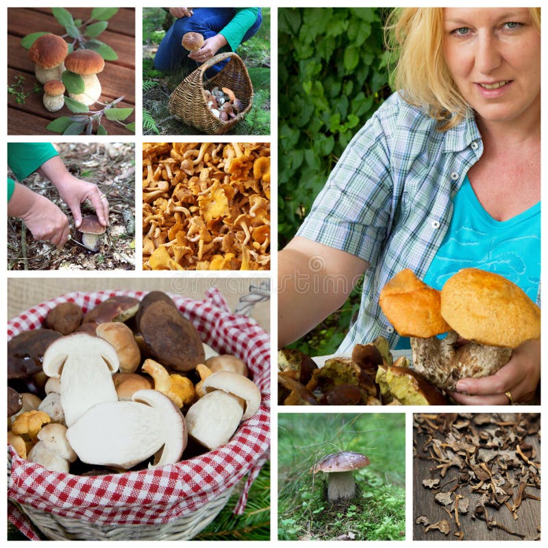 Food ingredients collage stock photo. Image of green - 16537186