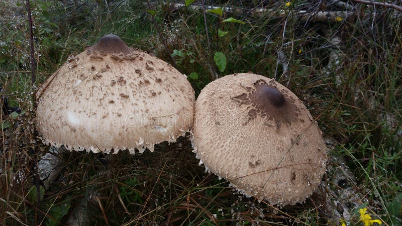 Mushrum stock image. Image of nice, mushrum, forest, nature - 60948713