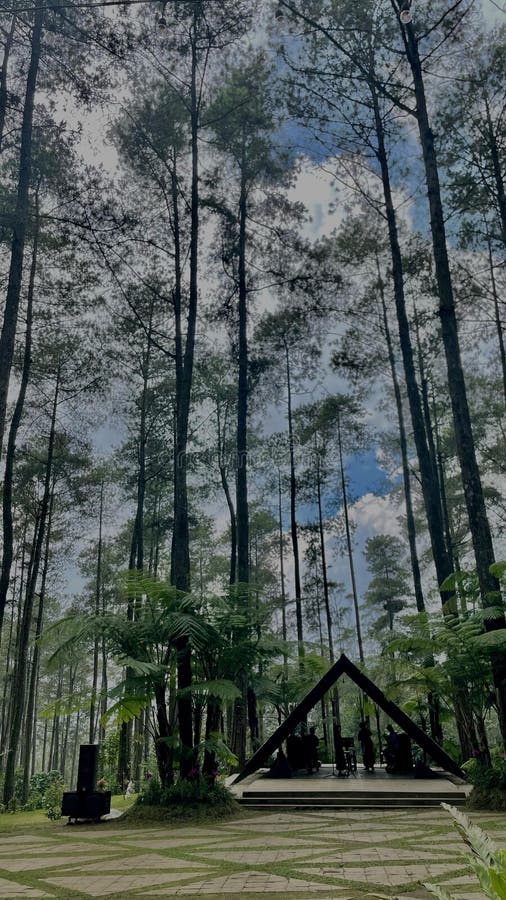 A Music Camp in the Middle of Pine Forest, Green and Sustainability ...