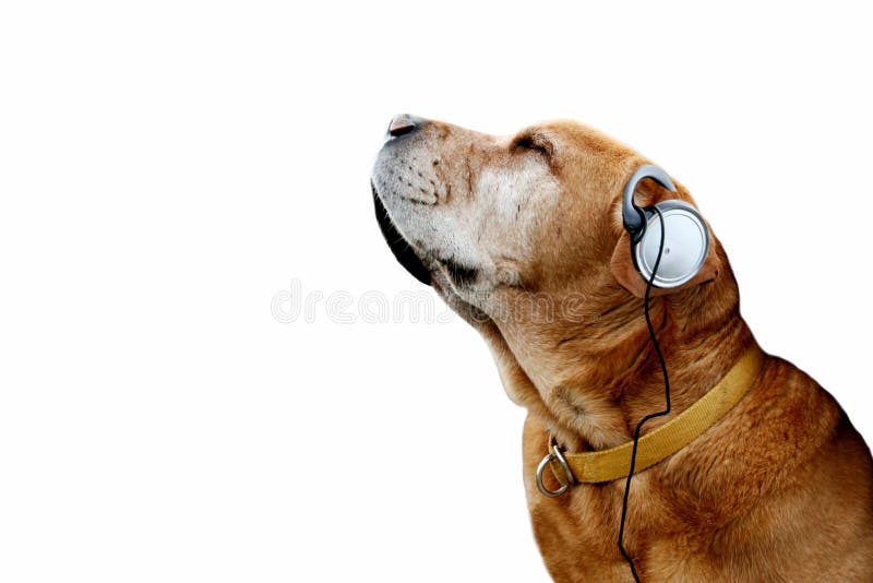 Dog listen to music stock photo. Image of isolated, headphones - 23638440