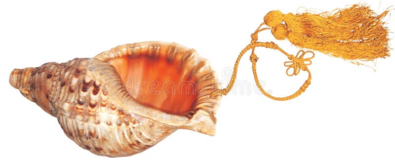 344 Shell Music Instrument Stock Photos - Free & Royalty-Free Stock ...