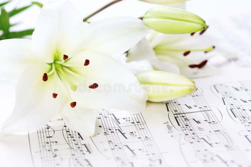 Music notes stock image. Image of composition, flower - 16594527