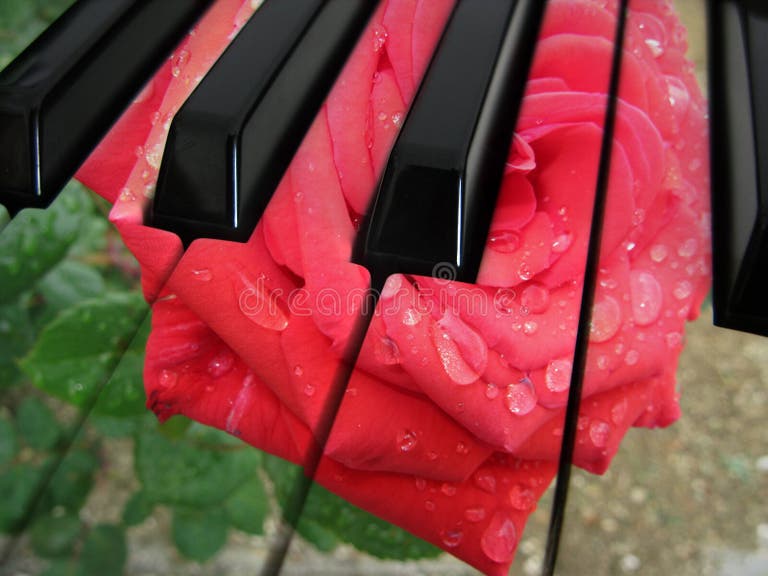 5,055 Music Background Rose Stock Photos - Free & Royalty-Free Stock ...