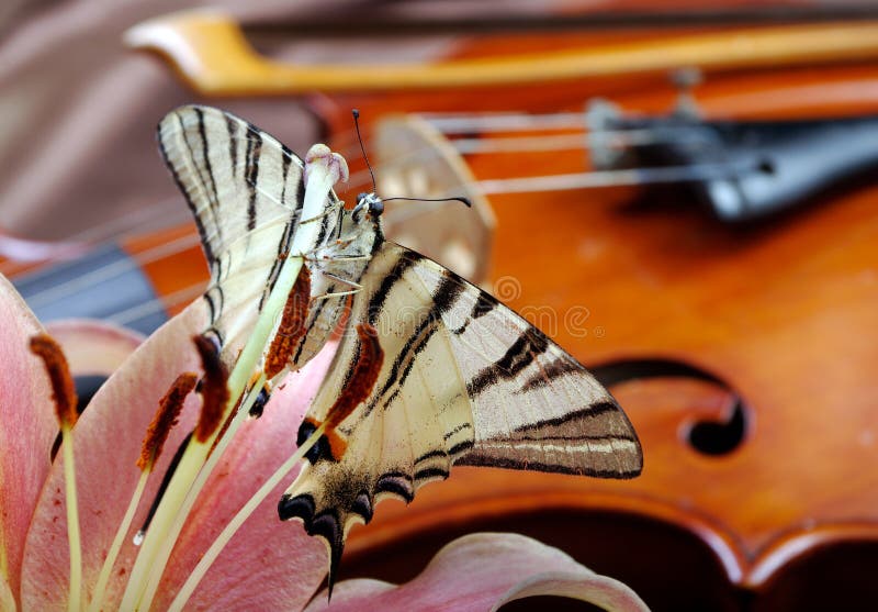 Violin, Butterfly Wings, Music, Isolated Stock Image - Image of ...
