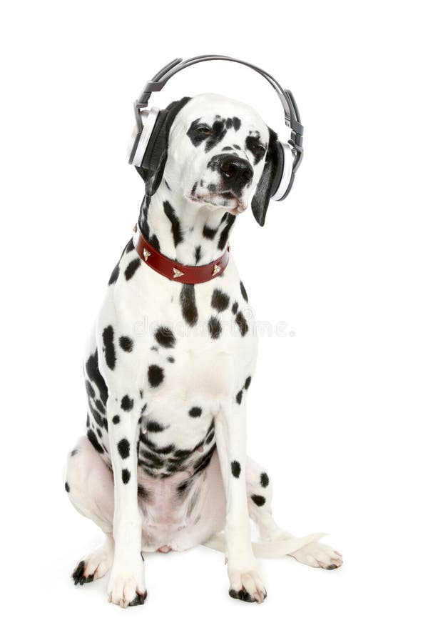 Musical dog stock photo. Image of rhythm, portrait, player - 13106744