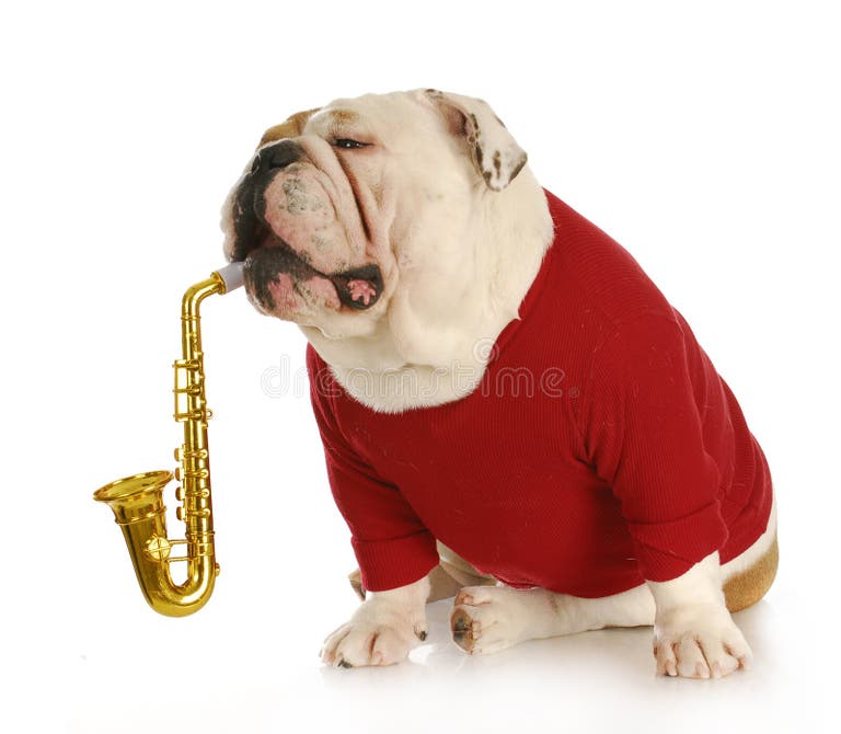 347 Dog Playing Musical Instrument Stock Photos - Free & Royalty-Free ...