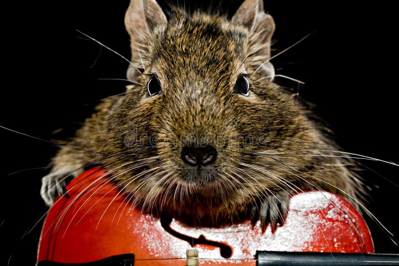 Rongeur De Degu Dans Le Profil Photo stock - Image du domestique ...