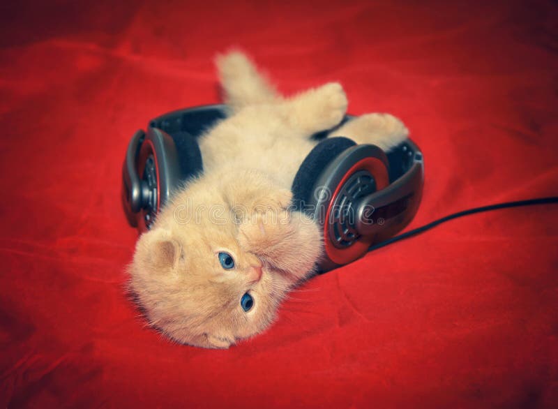 Chaton Et Cahier De Musique Image stock - Image du jeune, remarque ...