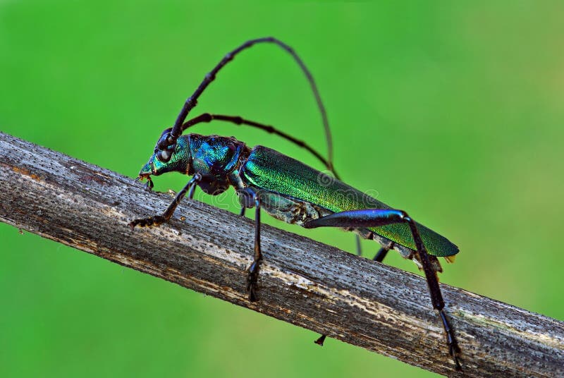 Musk Beetle (Aromia Moschata) Stock Photo - Image of macro, eater: 20597916
