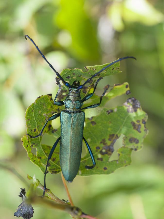 Musk Beetle Aromia Moschata Close Up Stock Image - Image of aromia ...