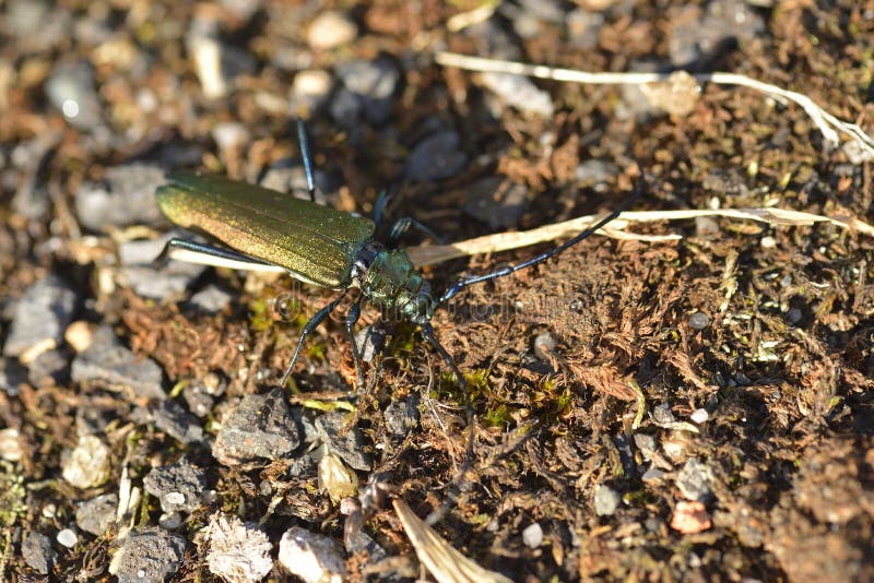 Musk beetle in summer stock image. Image of antenna - 159604079