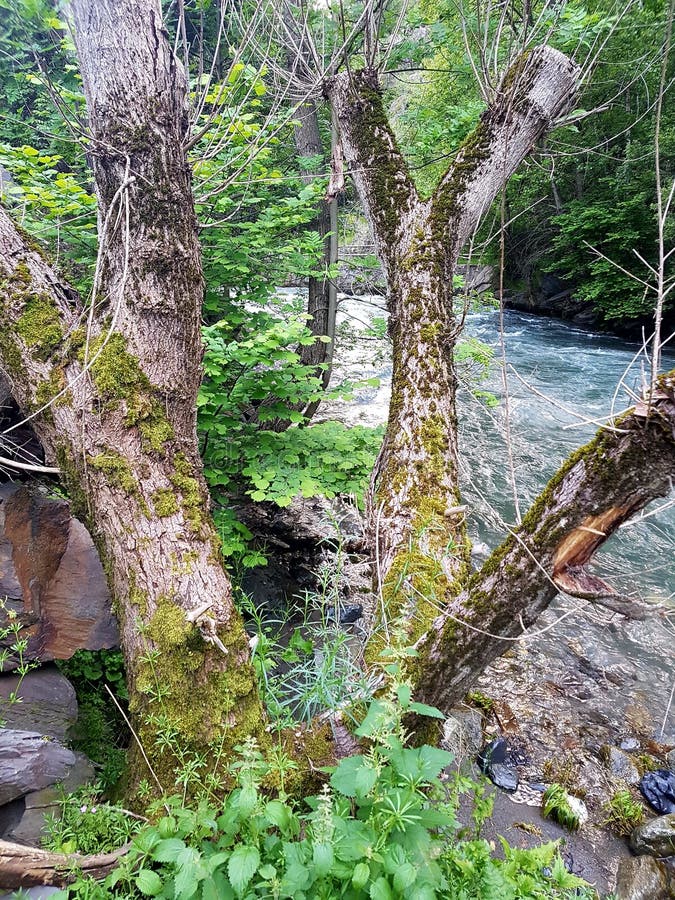 Musk climbing a nice tree stock photo. Image of tree - 119811434