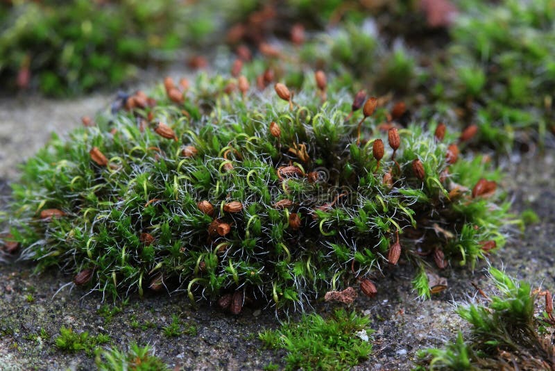 Musk stock photo. Image of water, fruit, plant, leaf - 34634914