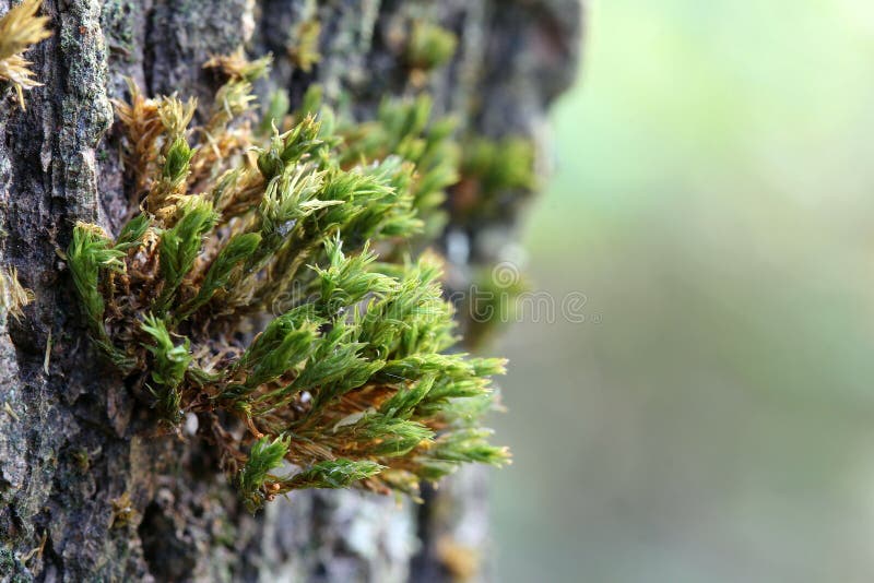 Musk stock image. Image of bloom, cold, hoof, natural - 46184655