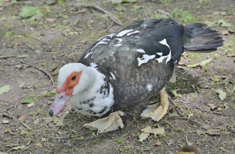 Musk duck 12 stock image. Image of animal, yard, black - 65599479