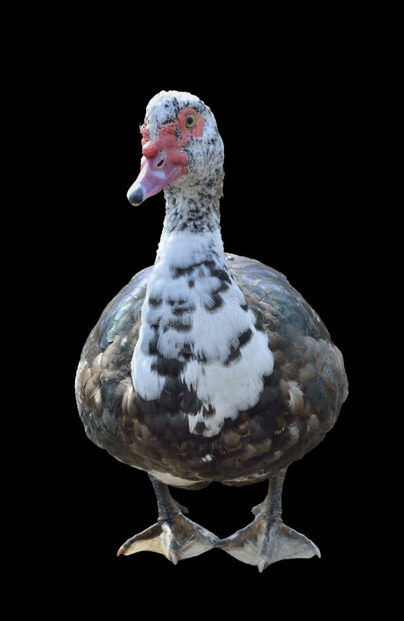 Musk duck stock image. Image of domestic, poultry, vertical - 73950943