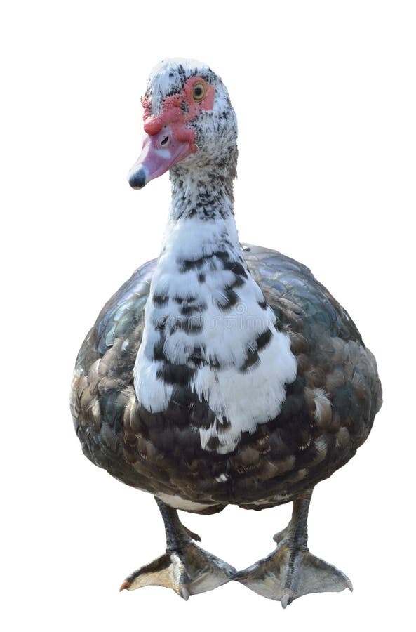 Musk duck 15 stock image. Image of bird, yard, duck, feather - 73217203