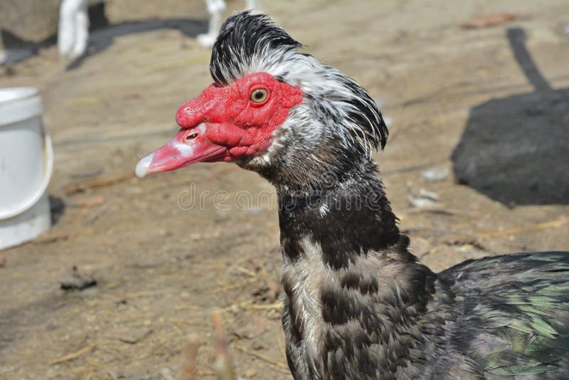 Musk duck, drake 14 stock photo. Image of duck, beak - 79426542