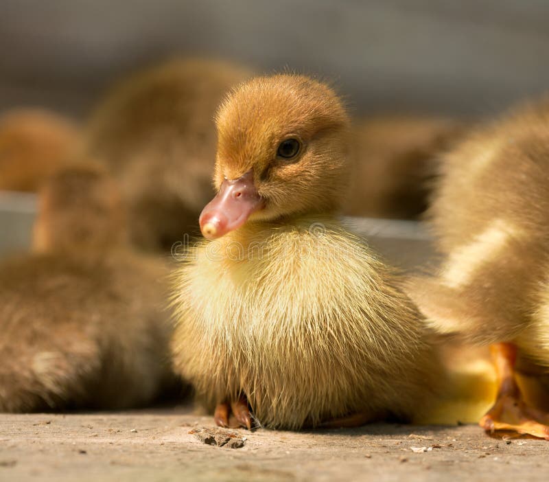 22,038 Ducklings Shake Stock Photos - Free & Royalty-Free Stock Photos ...
