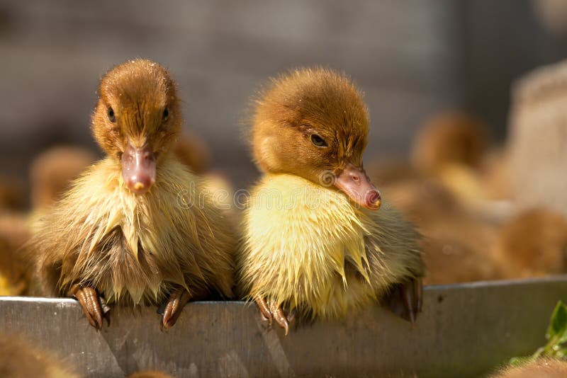 Musk duck ducklings stock image. Image of beak, springtime - 76363001