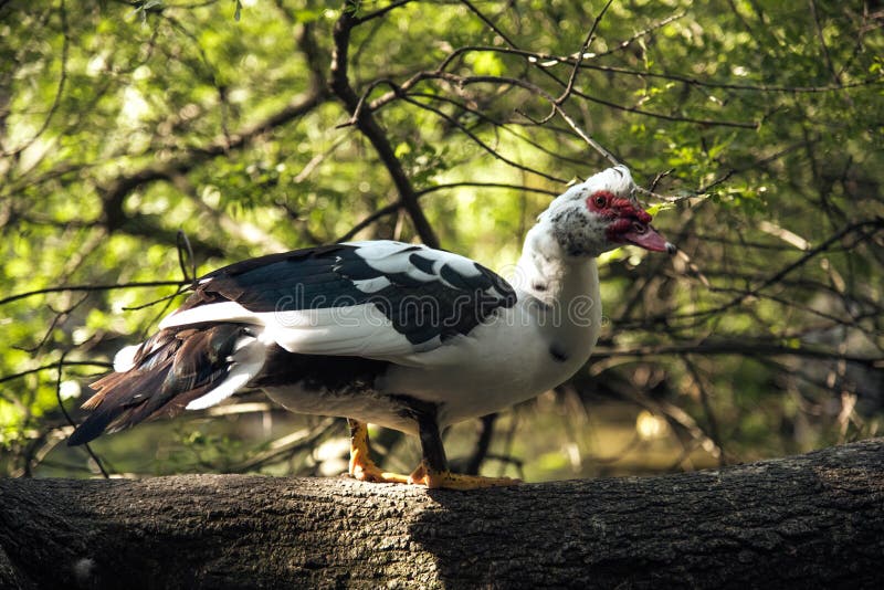 A Musk Duck Stands on a Branch Stock Photo - Image of rural, farm ...