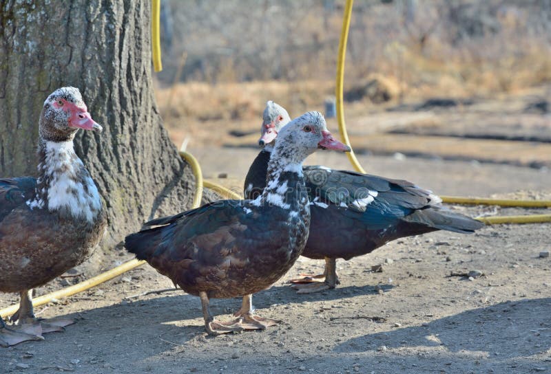 Musk ducks stock photo. Image of duck, ducks, muscovy - 63828522