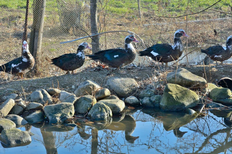 Musk ducks 20 stock photo. Image of nature, ducks, animal - 63049248