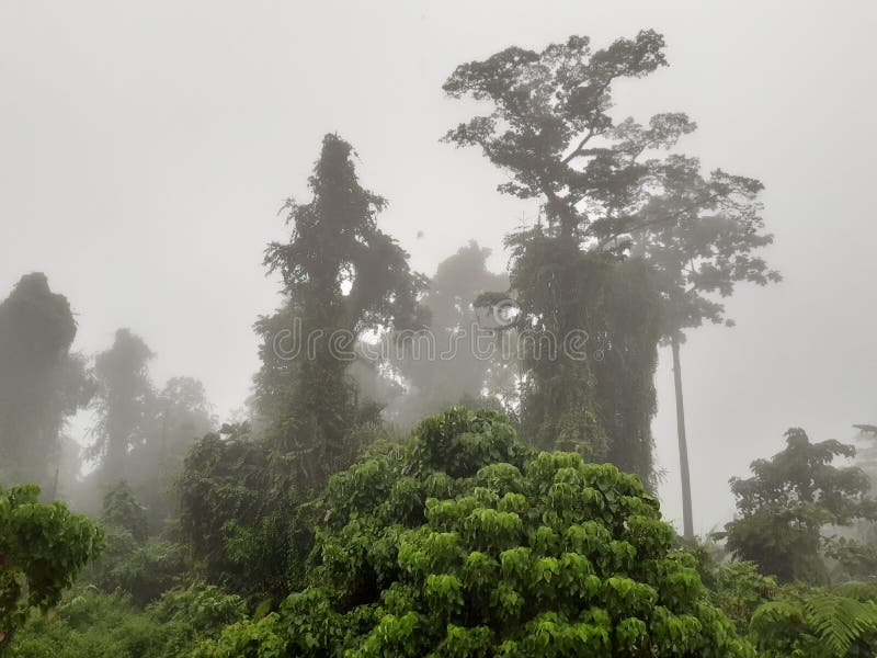 The musk forest nature stock photo. Image of plant, sunlight - 249135012