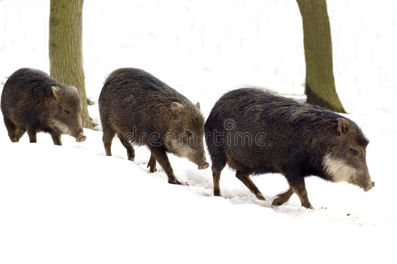 Musk hog (Tayassu tajacu) stock image. Image of endangered - 15633783