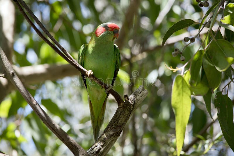 The Musk Lorikeet is Perched in a Tree Stock Image - Image of feather ...