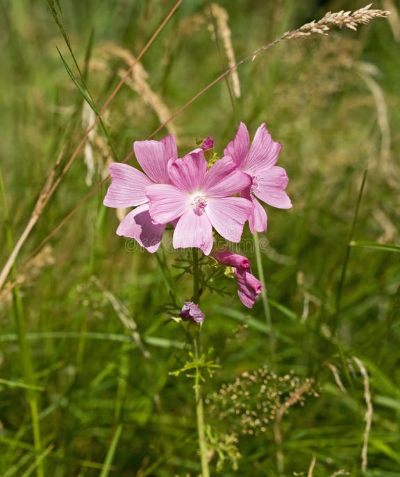 Musk Mallow stock image. Image of wildflower, wild, meadow - 10041653