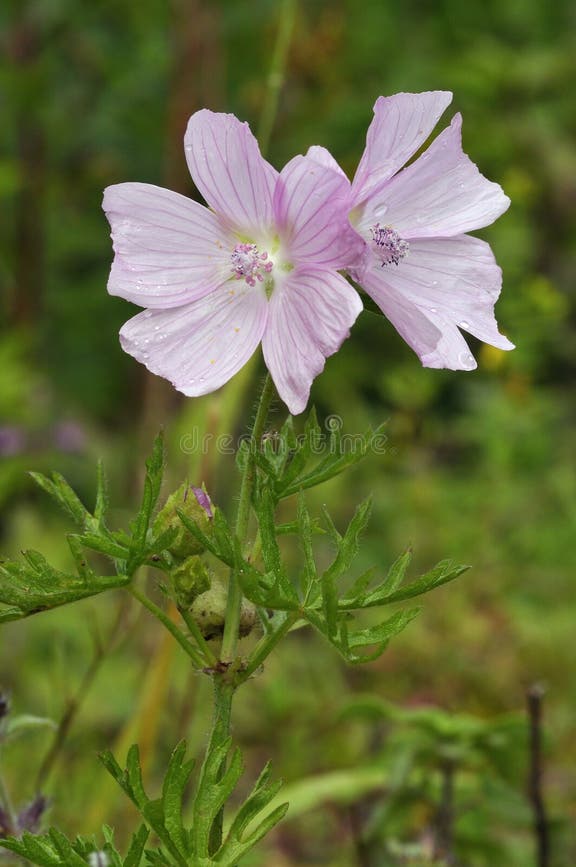 Musk Mallow stock photo. Image of five, musk, flower - 26149438