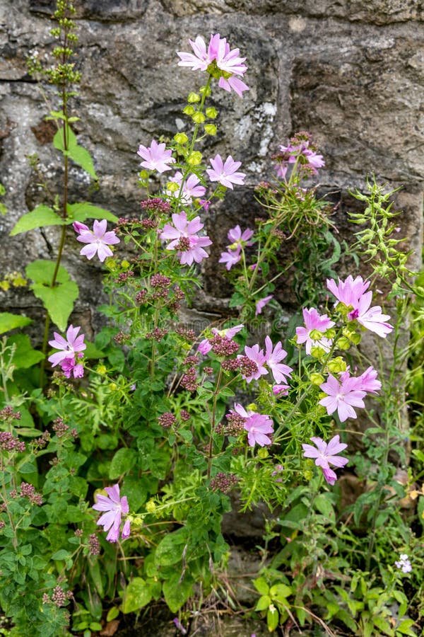 Musk Mallow Blooms Against the Wall Stock Image - Image of moschata ...