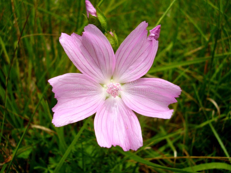 Musk-mallow stock photo. Image of natural, musk, nature - 72550100