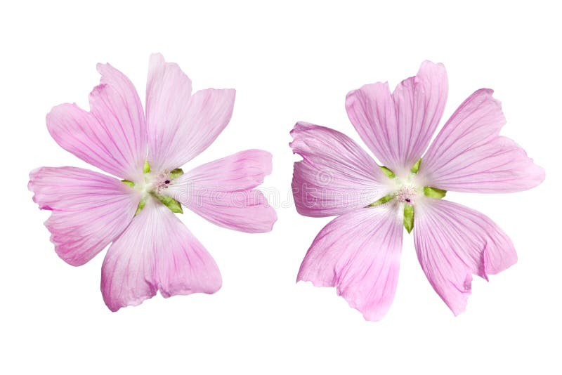 Musk Mallow Flower Stock Photography - Image: 26165342