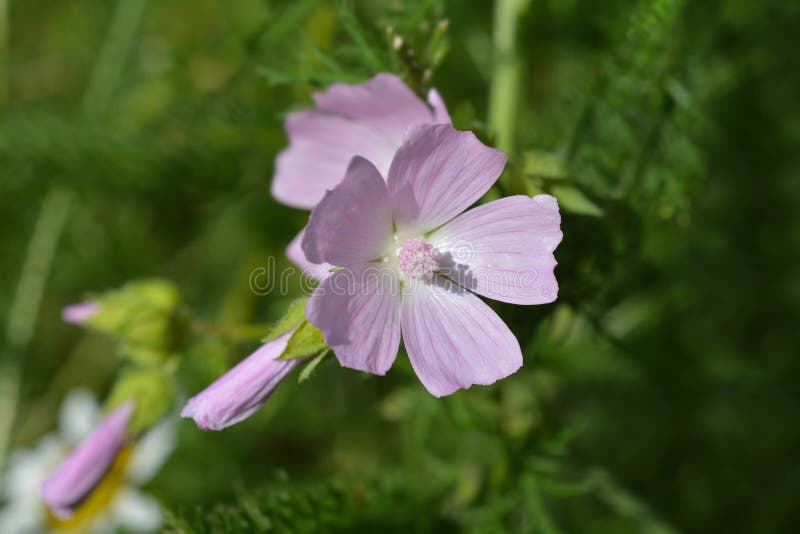 Musk mallow stock image. Image of wild, malva, native - 42958359