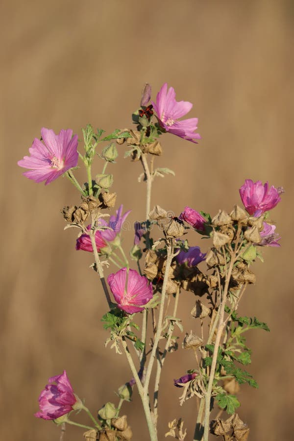 Musk Mallow stock photo. Image of pink, mallow, medicinal - 255726404